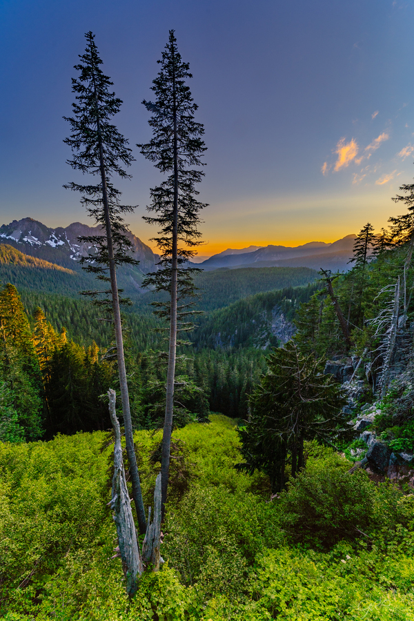 Mt Rainer Trees by Geoffrey Prior Wall Art
