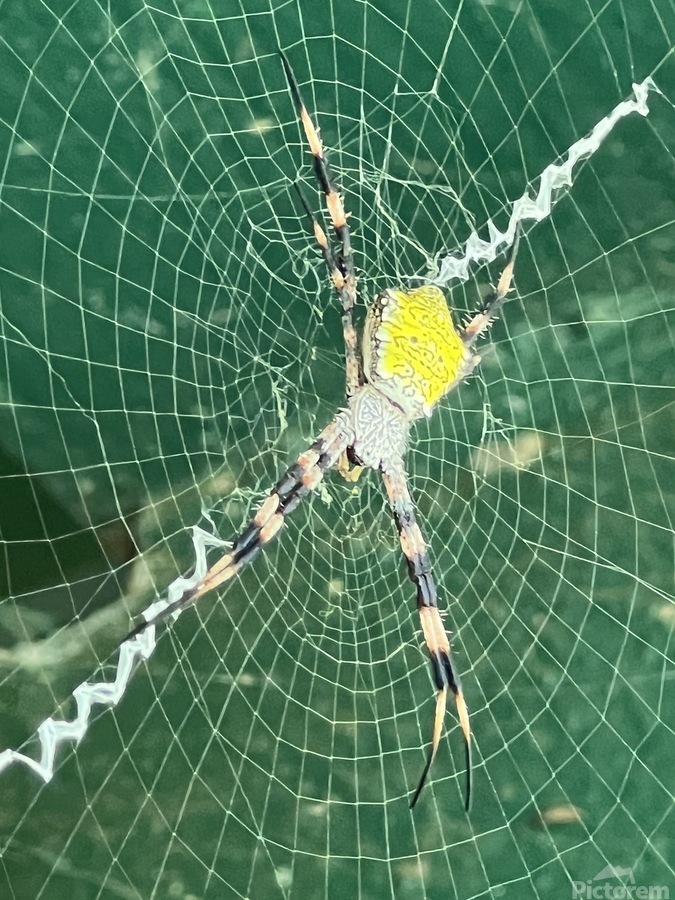 Spider Stretch by B Austin Wall Art