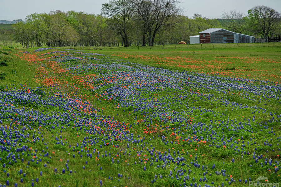 wildflower swale johnny boyd by Nature Imaging Wall Art