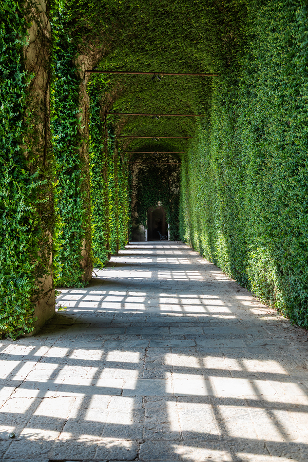 Greenhouse interior perspective with walls covered by ivy. Natur by ...
