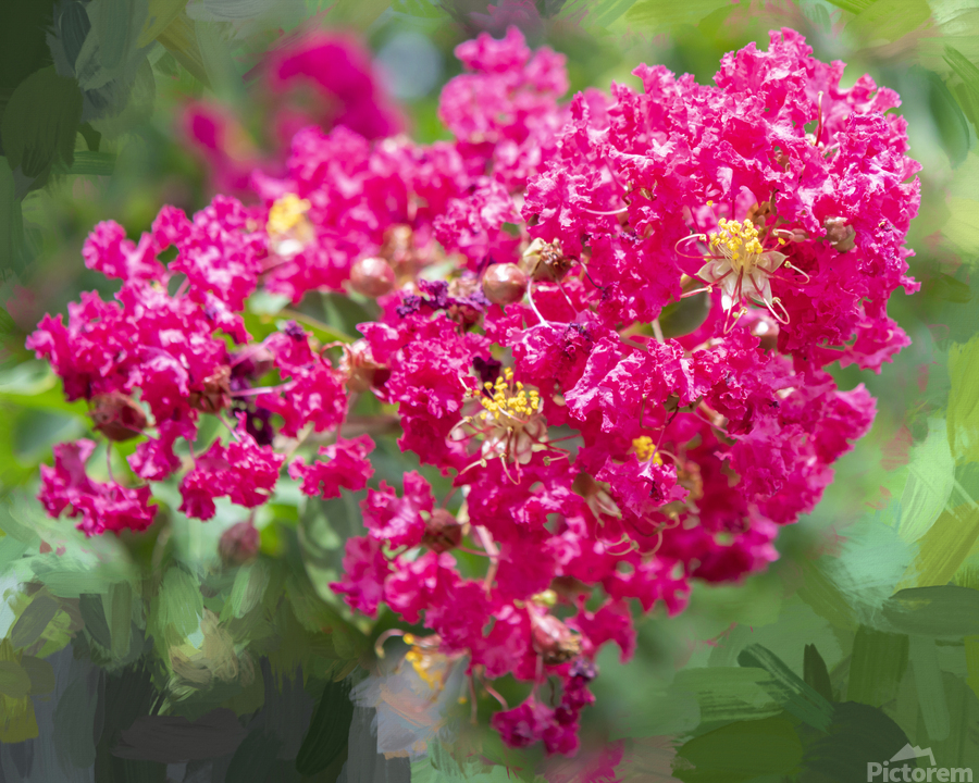 Crape Myrtles Tree Lagerstroemia X107 by Rich Franco Wall Art