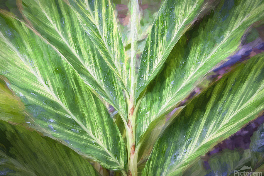 Variegated Shell Ginger X by Rich Franco Wall Art
