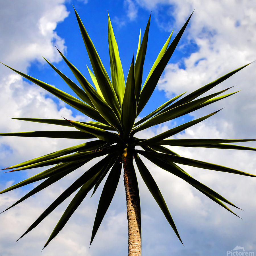Yucca plant Spanish Bayonet 130 by Rich Franco Wall Art