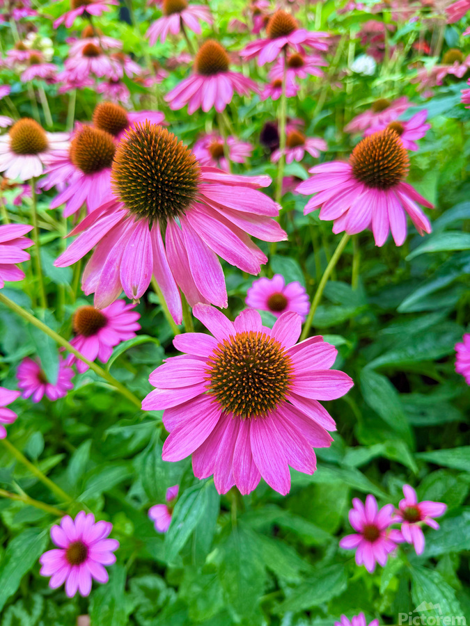 Petal Parade by Click4Pix Wall Art