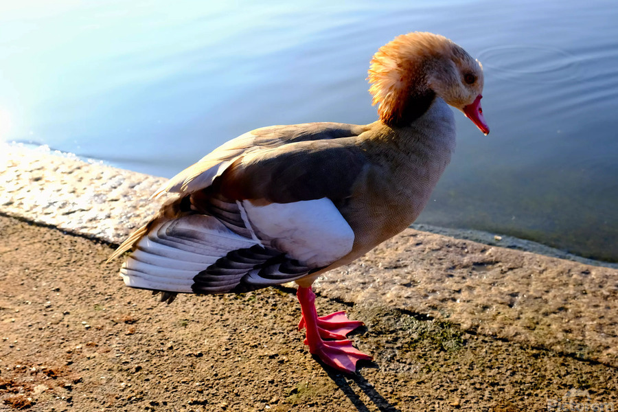 Duck Pose by Click4Pix Wall Art