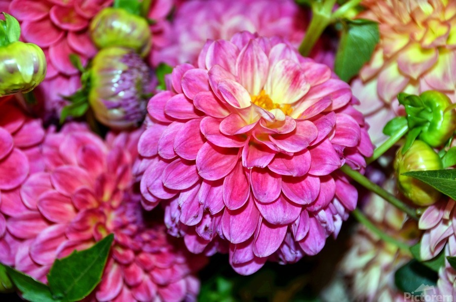 Flower Bloom 1 par Click4Pix