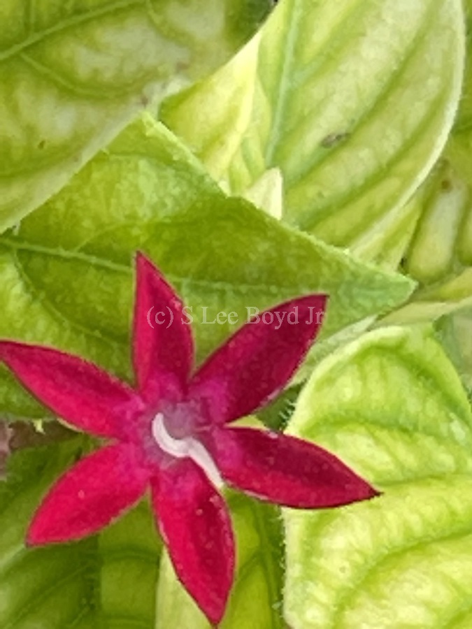 one simple flower by S Lee Boyd Jr Wall Art