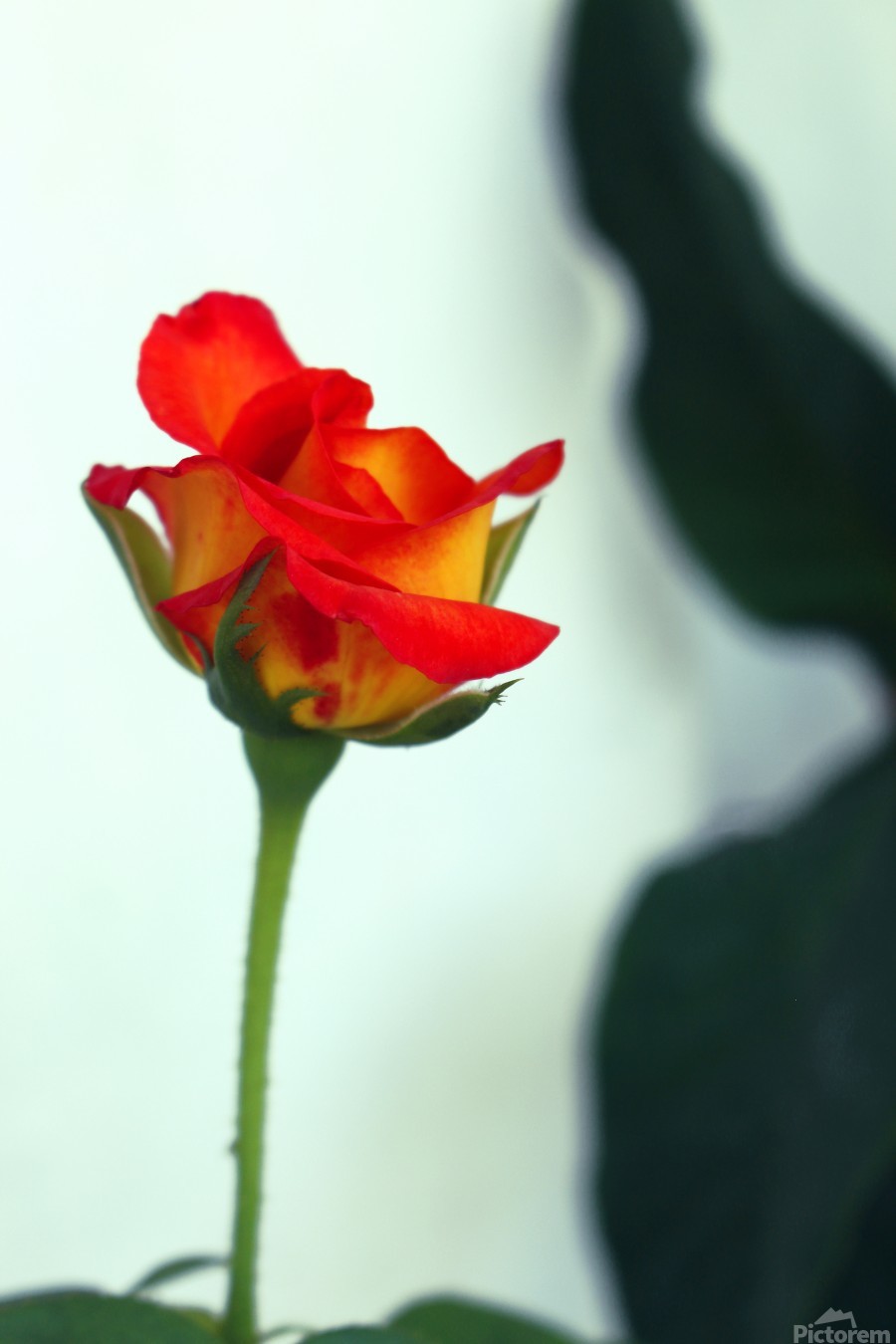 Flame by Sabrina Seheri Wall Art