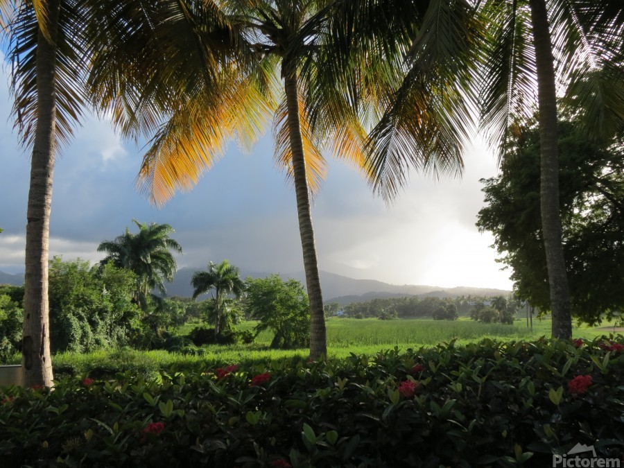 Rio Grande Palm tree by Shell Photography Wall Art