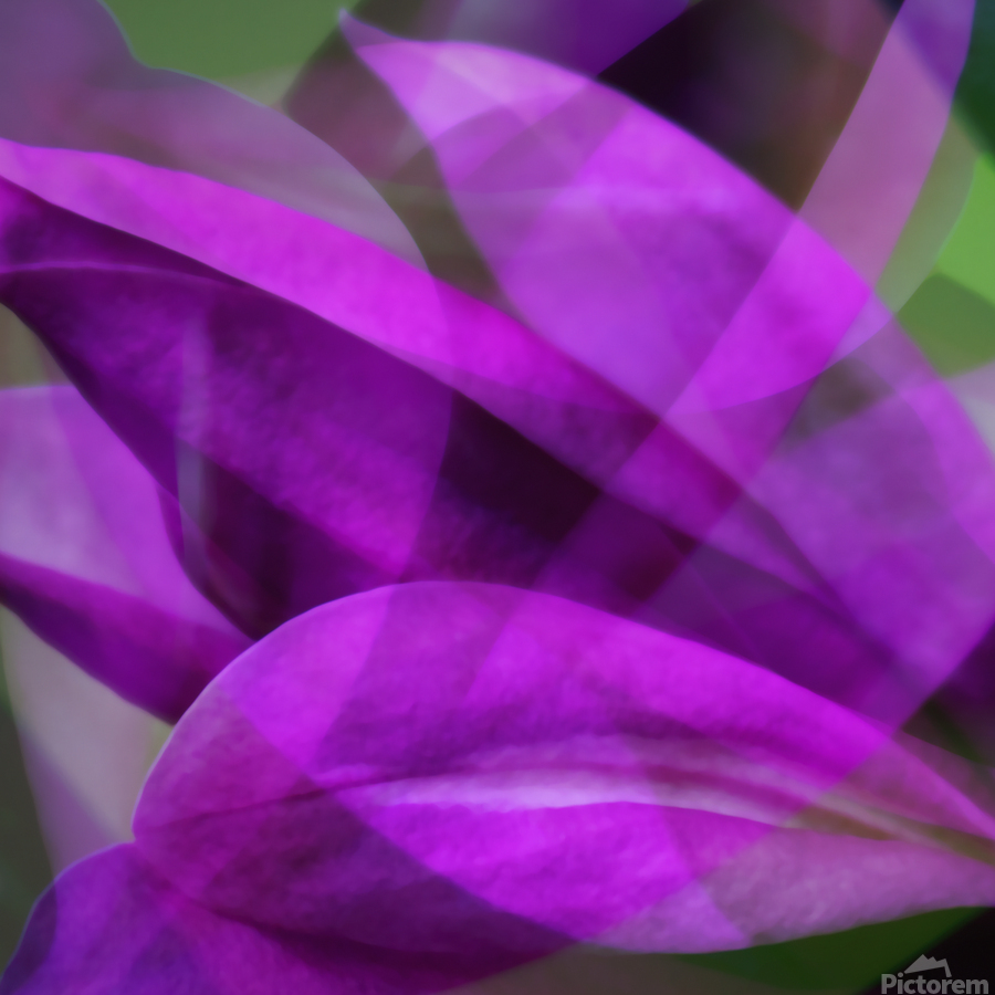 Magnolia Abstract by pictoremo Wall Art