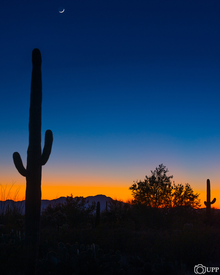 Saguaro Cactus Silhouette at Sunset - Tucson Arizona by Gary Whitton ...