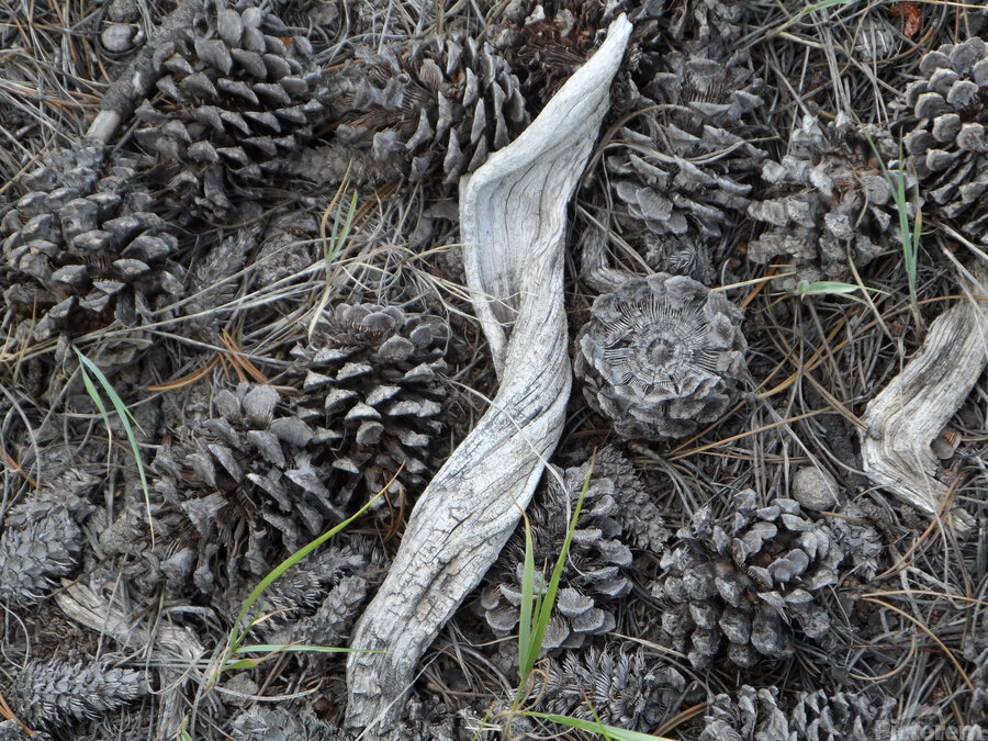 Pine Cones by Shawn Haggerty Wall Art