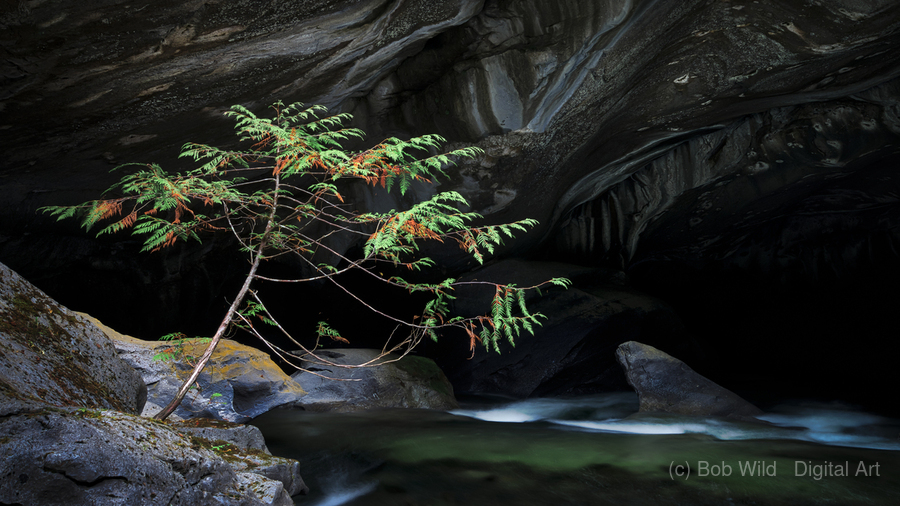 A Natural Wonder Tree at Little Huson Caves by Bob Wild Digital Art ...