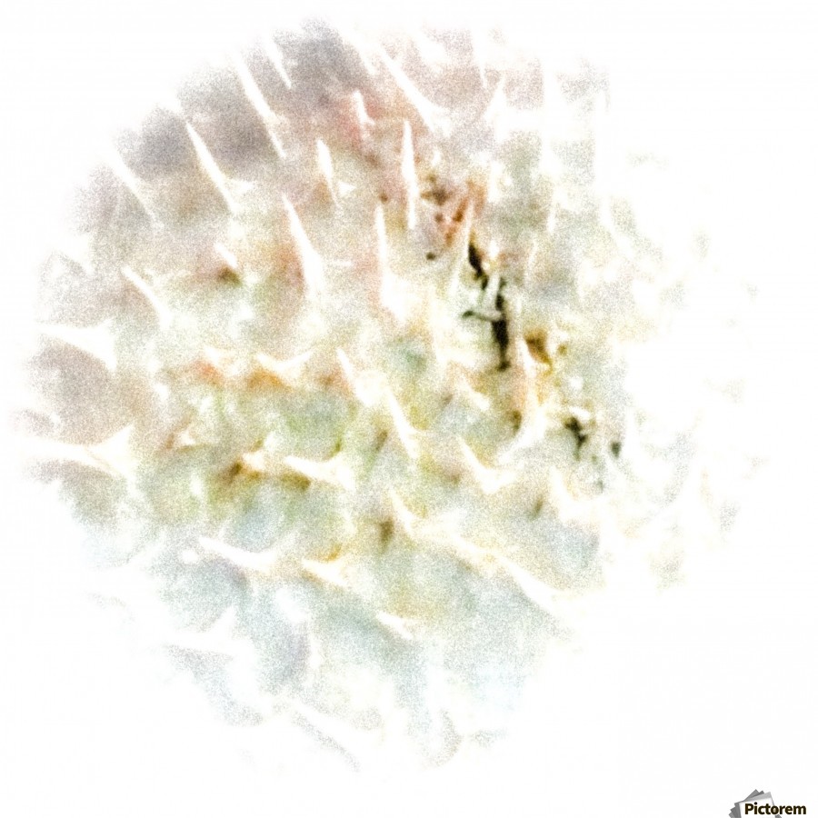 CURIOSITY - LIGHT by David Darcy Wall Art