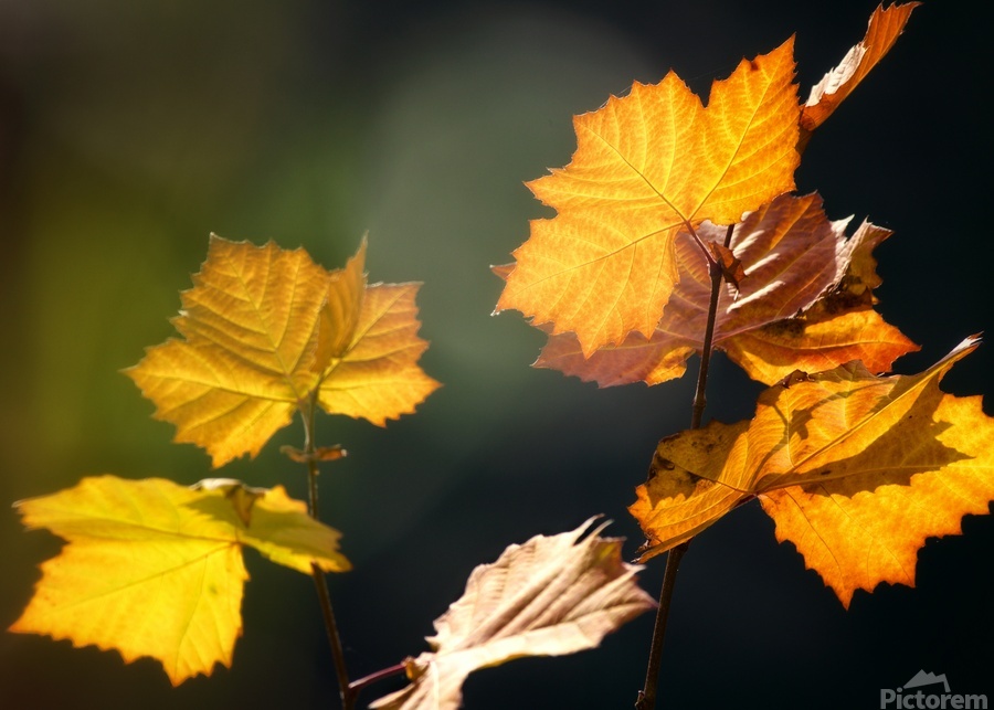 Turning Colors by mfstafford Wall Art