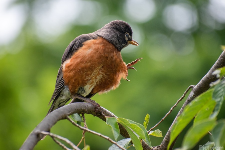 Robin in a Tree by Jean Farrell Wall Art