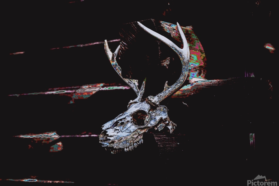 Deer skull by Monfrey Cavalier Wall Art