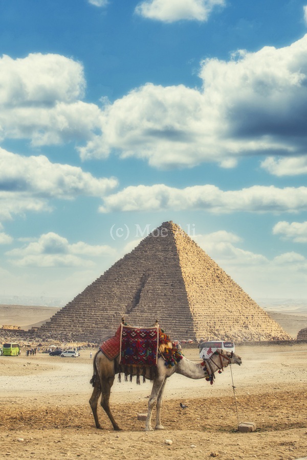 the pyramid and the camel by Moe Ali Wall Art