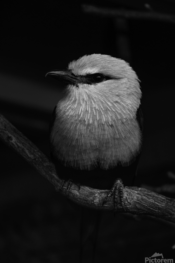 11 BW by Connor White Media Wall Art