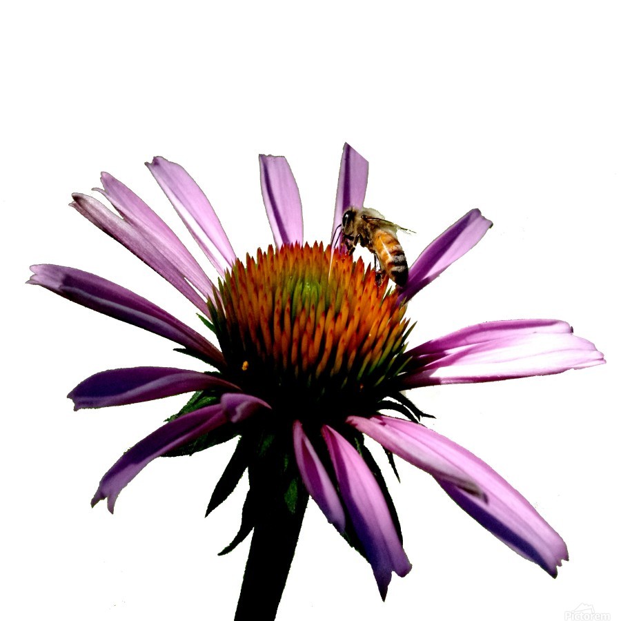 Daisy Bee by Jim Jones Wall Art
