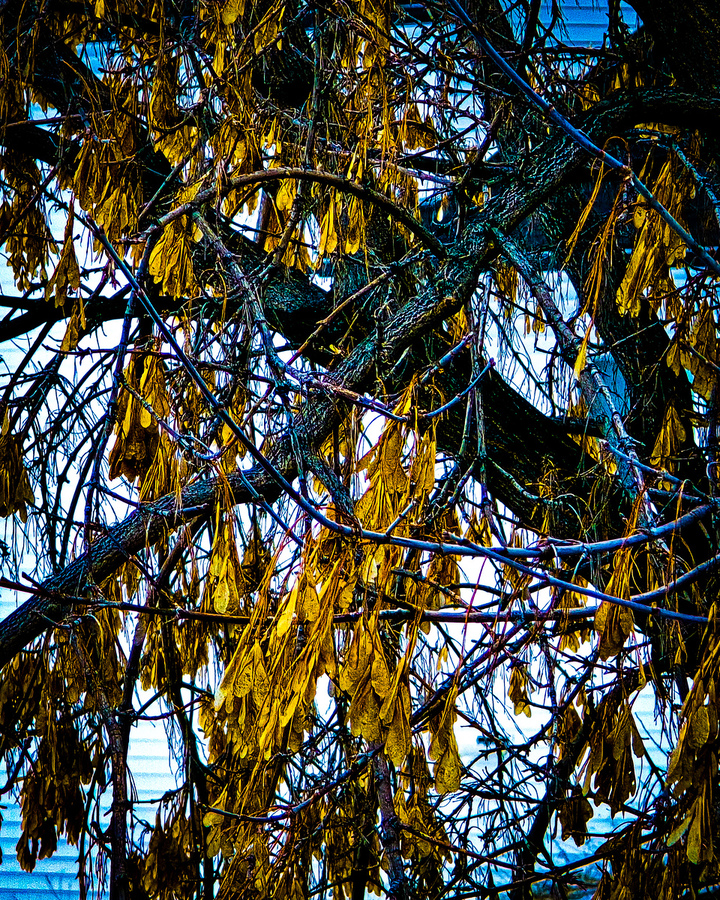 Moody tree by BriY Photography Wall Art