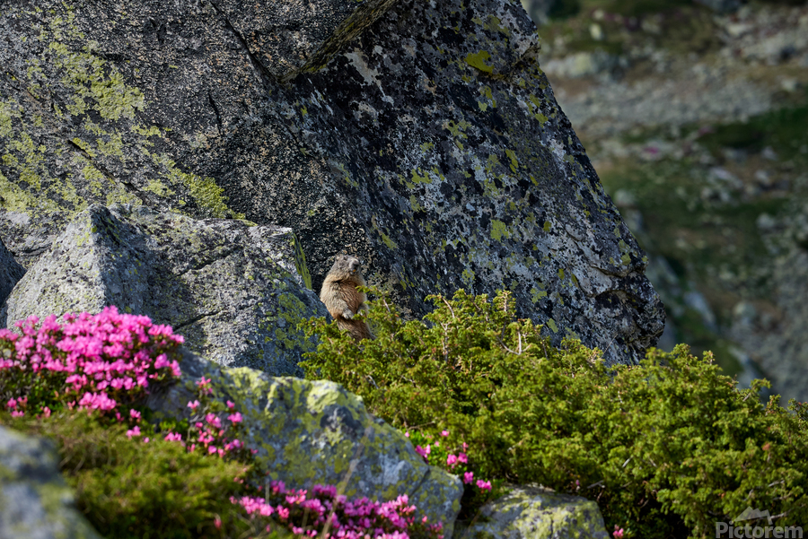 Marmot by Catalin Ene Wall Art