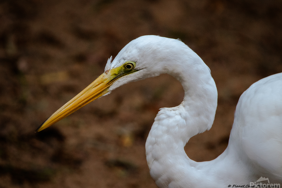 Great Egret - Portrait by Chad Meyer Wall Art