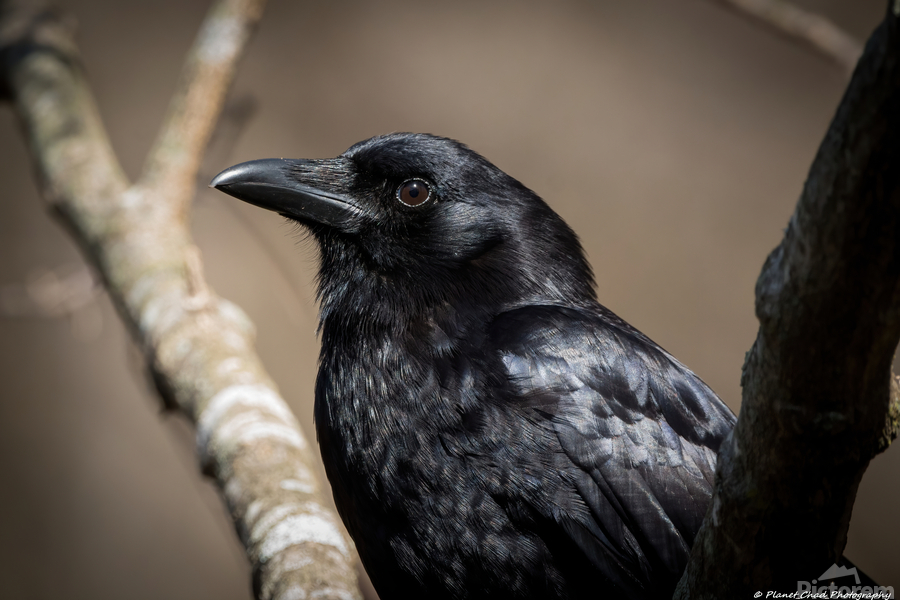 American Crow - Portrait by Chad Meyer Wall Art