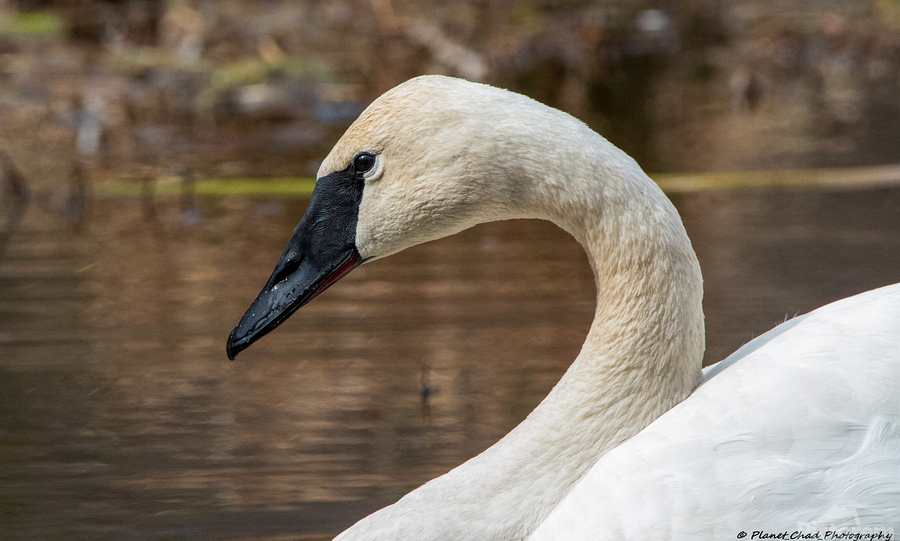 Trumpeter Swan Portrait by Chad Meyer Wall Art