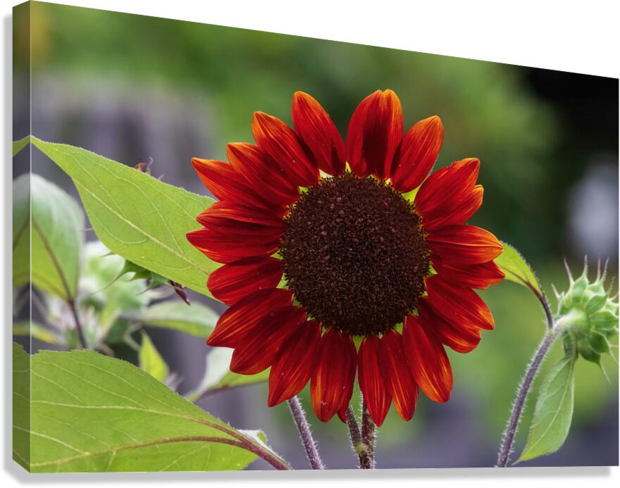 Red Sunflower - Radiant Symmetry by Chad Meyer Wall Art