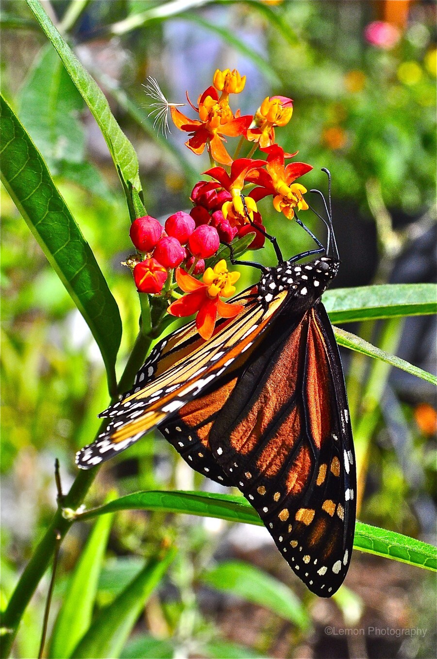 Monarch Butterfly by Limone Photography Wall Art