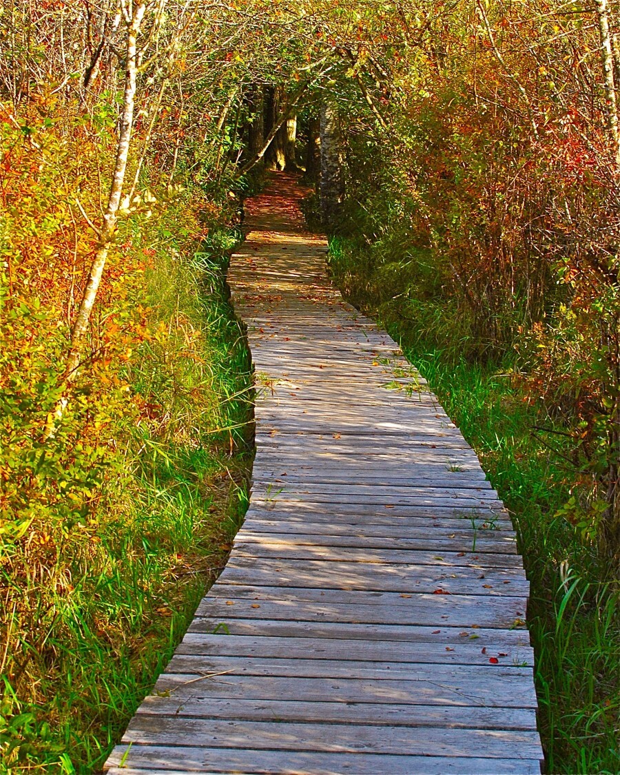 Covered Pathway by Limone Photography Wall Art