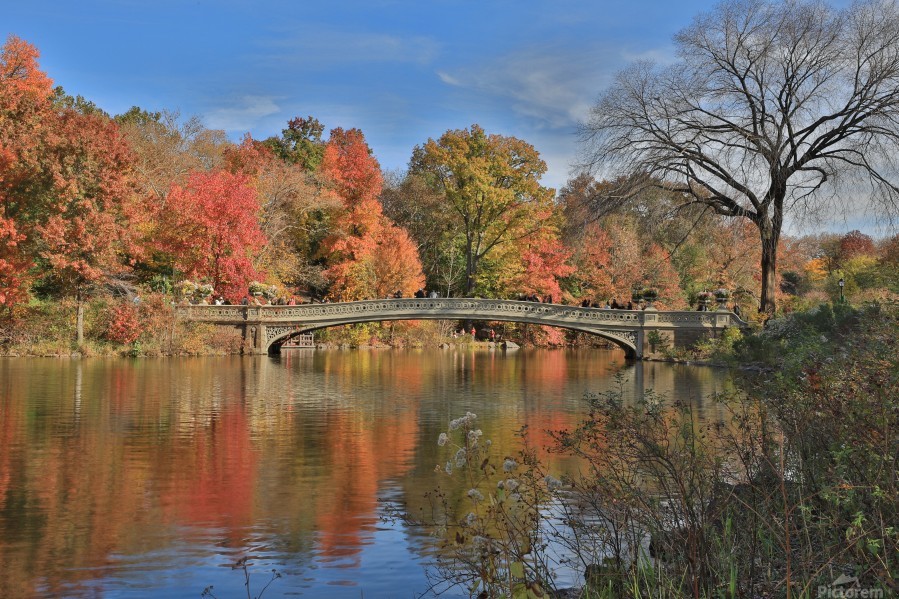 Central Park in the Fall by Kaye Wall Art