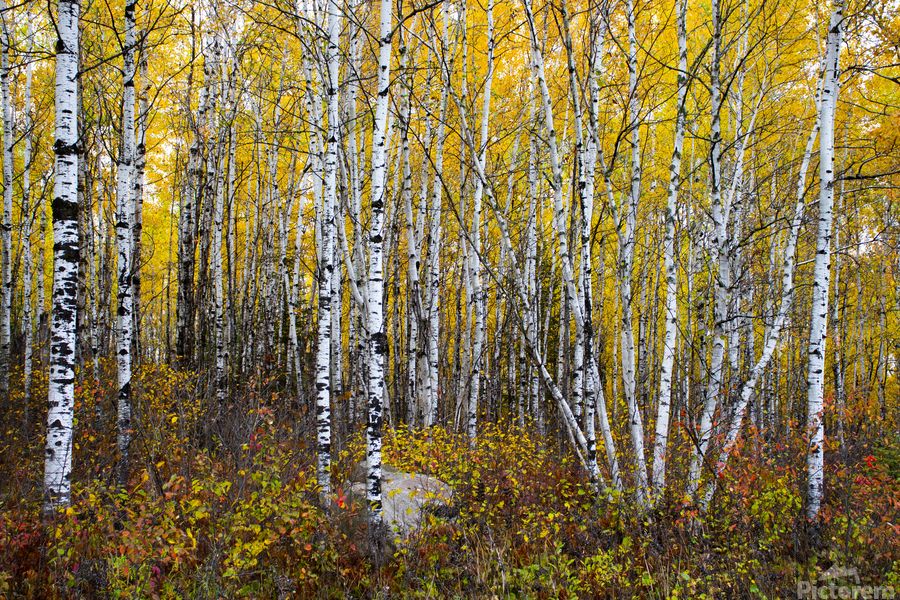 Trees by Ted Tiboni Wall Art