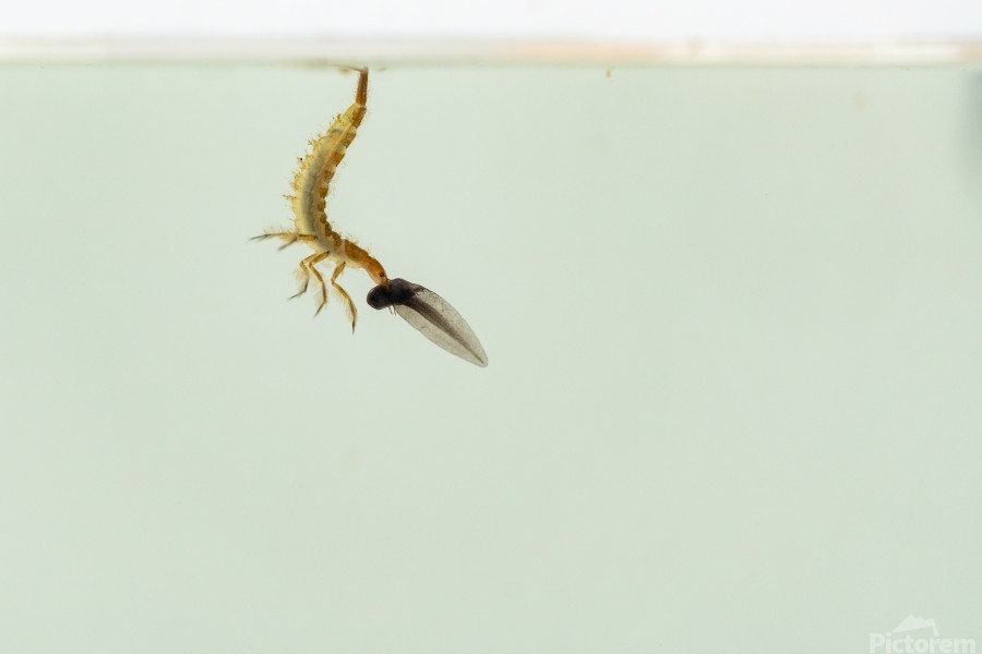 predatory diving beetles by Marcel Derweduwen Wall Art