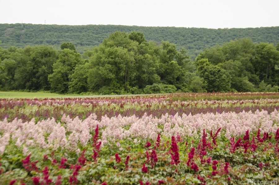 Field of Flowers by David Pinter Wall Art