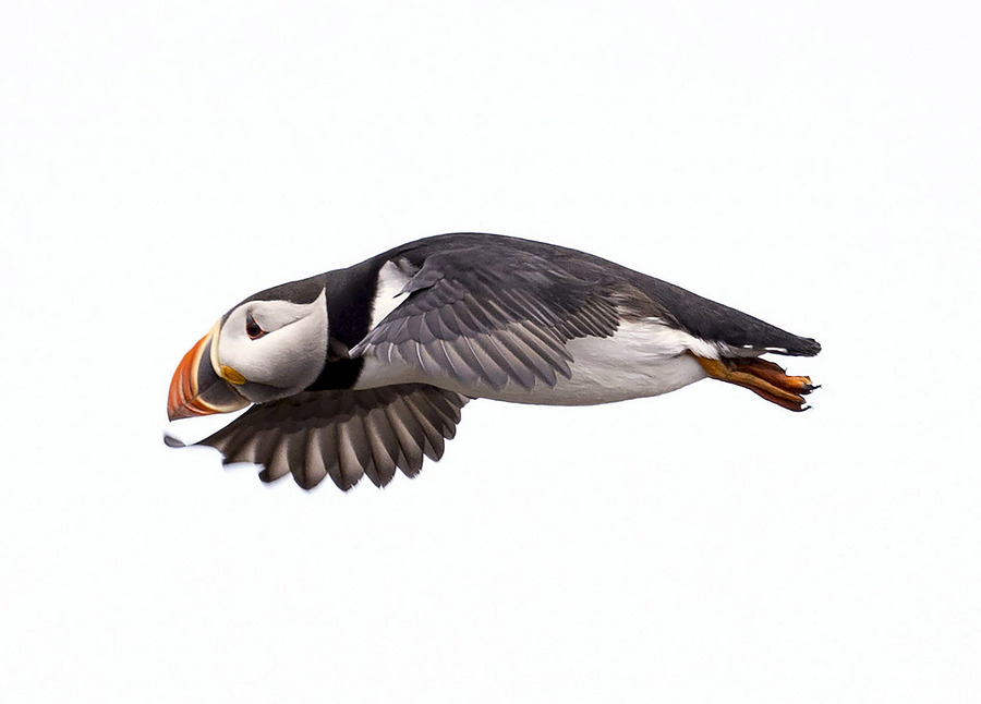 Puffin flies by Tracy Hanes Wall Art