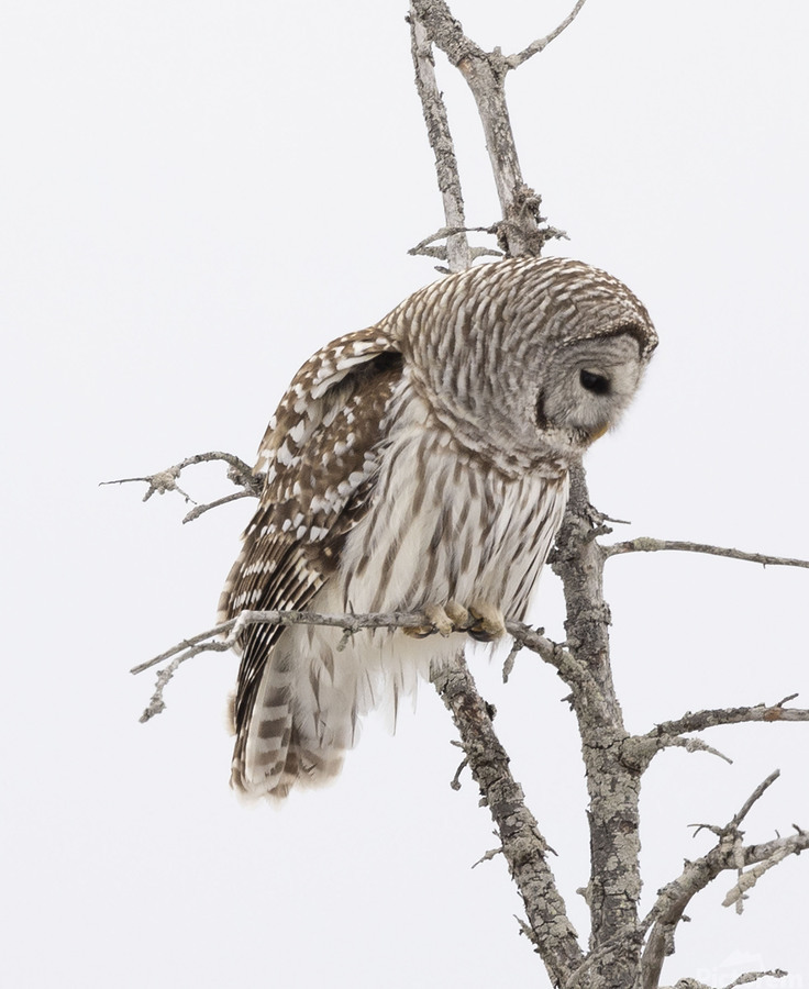 Barred owl on tree by Tracy Hanes Wall Art