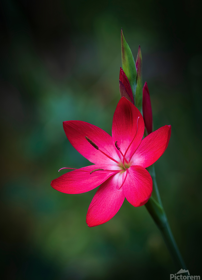 Red Oregon Sunset Flower Botanical Art by Kathleen Reed Wall Art