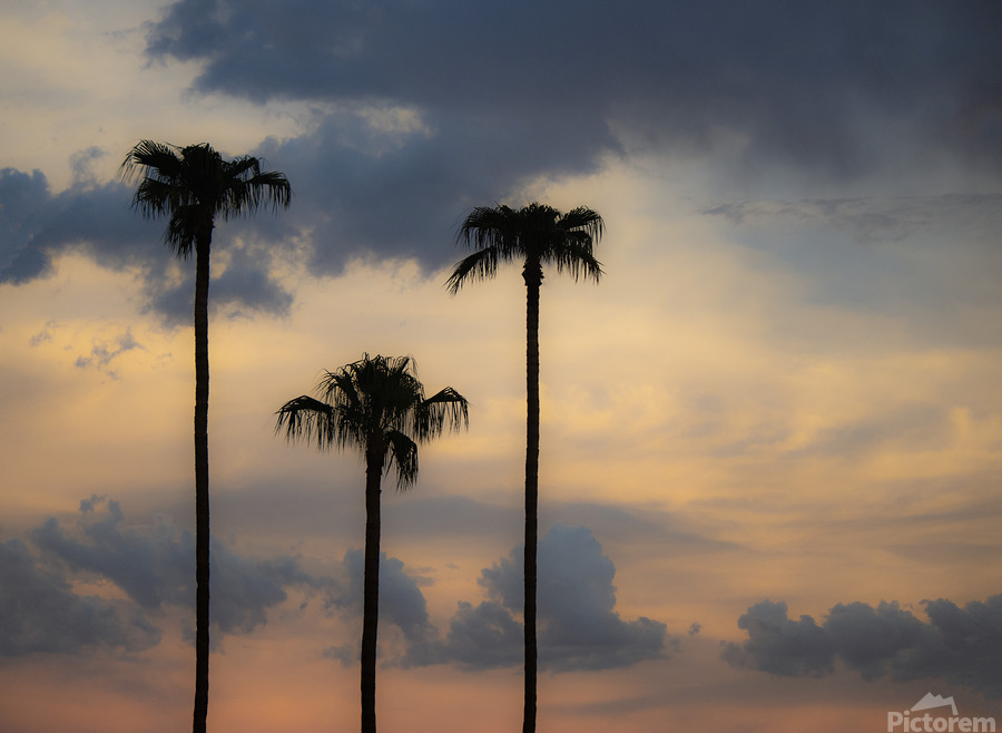 Palm Sunset by Jim Dodson Wall Art