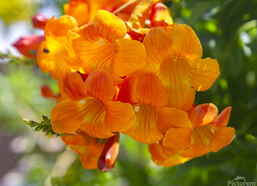 Tecoma Orange Jubilee by Jim Dodson Wall Art