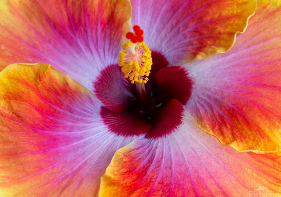 Hibiscus Rum Runner by Jim Dodson Wall Art