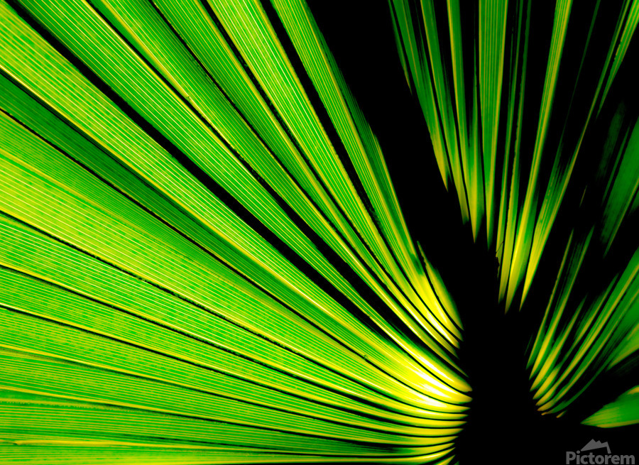 Palm Leaf by Jim Dodson Wall Art