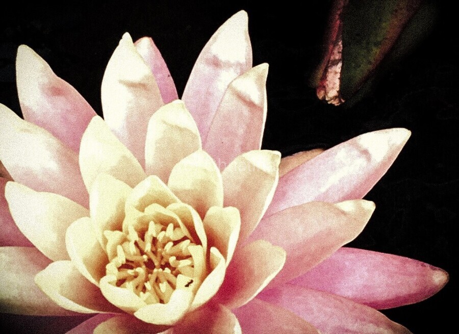 Pink Lotus Flow by Christina Wall Art