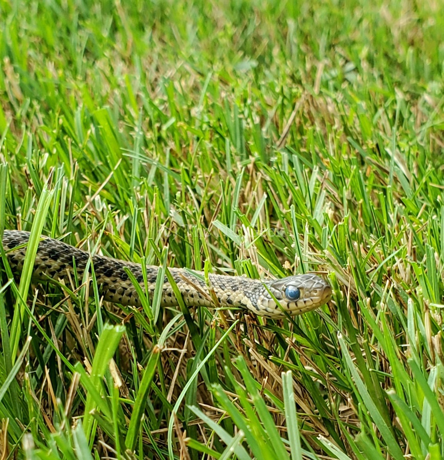 Snake Life by The NC Geek Wall Art