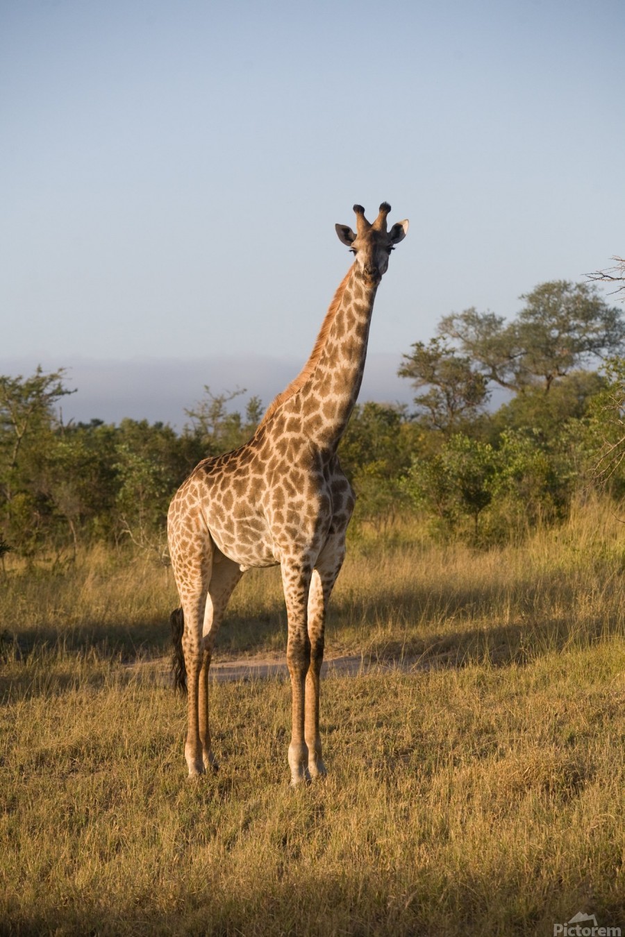 giraffe on safari by HELP MY FURY FRIENDS Bruce Frederick Wall Art