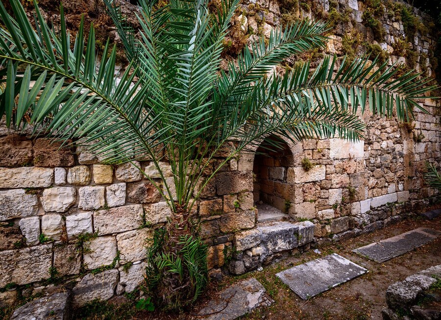 Palm Tree and Arch - Byblos Lebanon by JazzArt Photography Wall Art