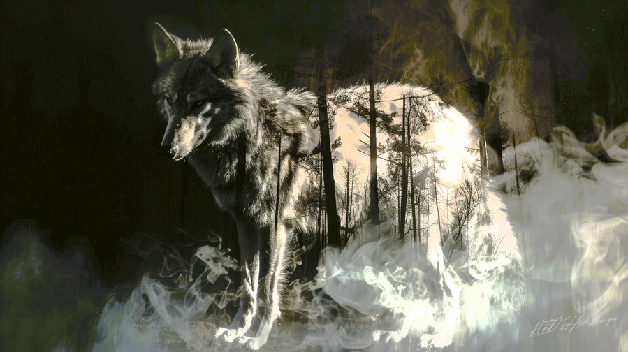 Canis Wolf by SykArt Designs Wall Art