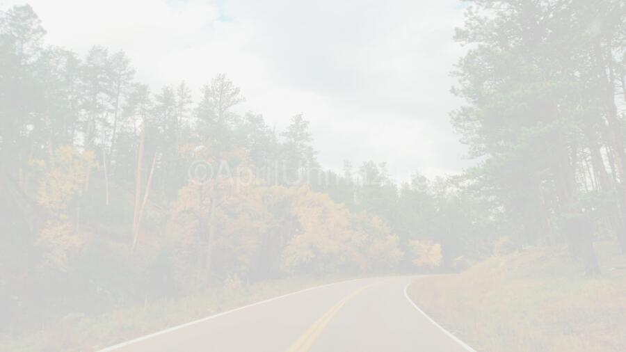Fall Road Custer State Park by AprilUhmazing Wall Art