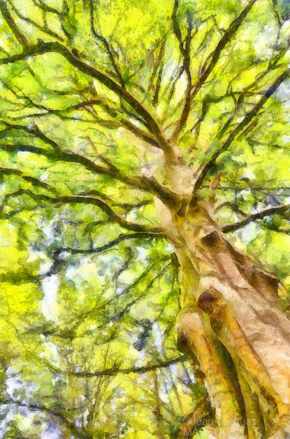 TREE 11 WATERCOLOR by Jean-Jacques MASSOU Wall Art